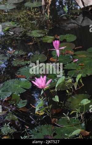 Pink water lily with purple flowers bloom on lake background Stock ...