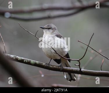 Selective focus shot of a mockingbird perched on a branch Stock Photo ...