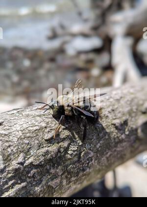 A closeup shot of a bee on wood Stock Photo - Alamy