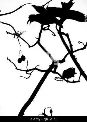 A low angle shot of silhouetted crows are sitting on the mango tree ...
