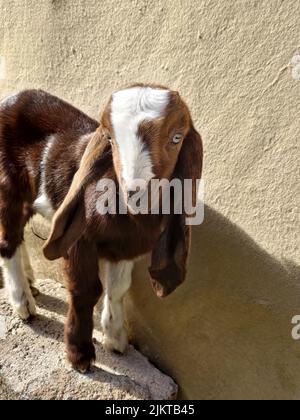A closeup vertical shot of small yellow flowers with large green leaves ...