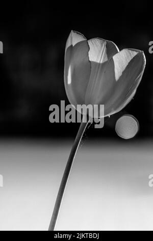 A grayscale closeup shot of blooming beautiful roses Stock Photo - Alamy