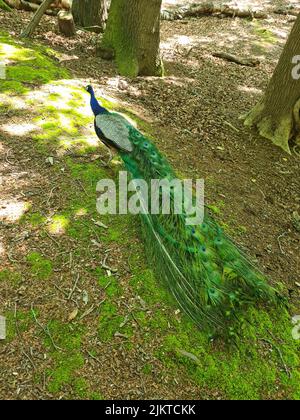 Vertical shot of a beautiful and colorful peacock in a farm Stock Photo ...