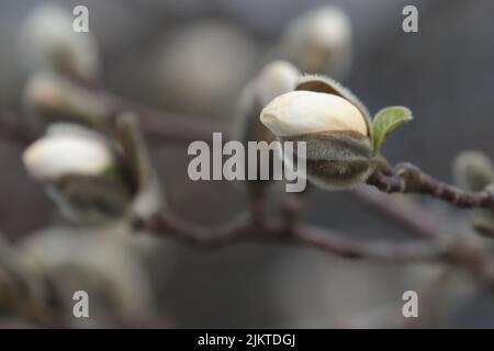 Closeup shot of a beautiful lily magnolia tree with flowers in blossom ...