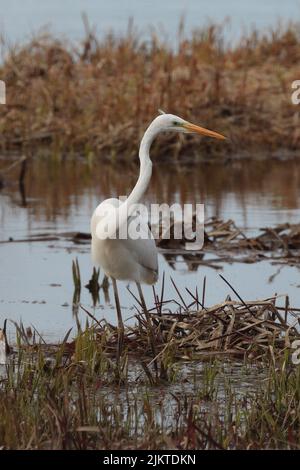 A beautiful shot of a great white egret flying over a landscape Stock ...