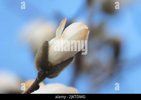 Closeup shot of a beautiful lily magnolia tree with flowers in blossom ...