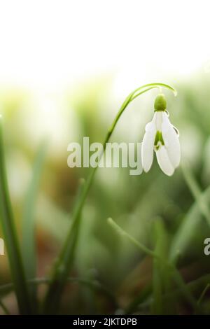 A macro photo of a little snowdrop Stock Photo - Alamy