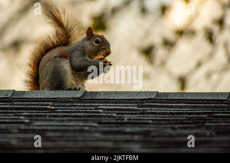 A selective focus shot of a cute eastern gray squirrel standing on the ...