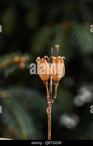A vertical shot of Common tar flower in orange color on a branch of a ...