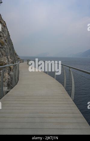 A vertical shot of a wooden walking path in a forest with tall pine ...