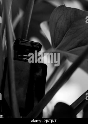 A grayscale depth focus shot of a black perfume bottle among monstera ...
