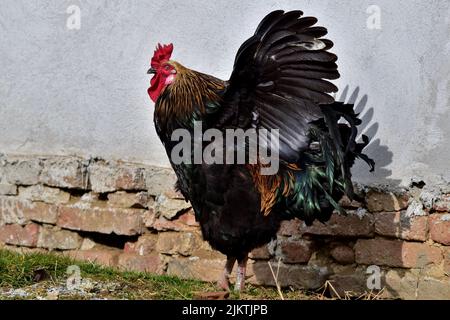 A closeup shot of a rooster cock standing on a rocky wall near green ...