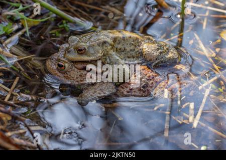 Two Common Toads Mating in Pond Stock Photo - Alamy