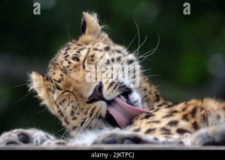 Olomouc, Czech Republic. 3rd Aug, 2022. Amur leopard (Panthera pardus ...