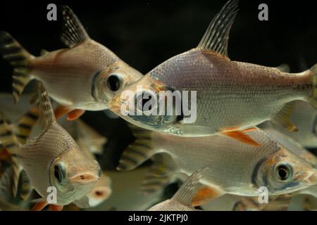A school of silver prochilodus fishes swimming in an aquarium Stock ...