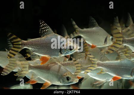 A school of silver prochilodus fishes swimming in an aquarium Stock ...