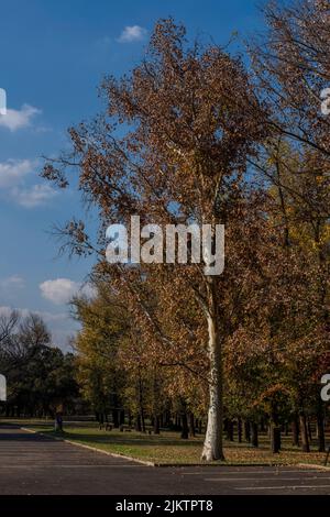A vertical shot of beautiful trees near the water at sunset Stock Photo ...