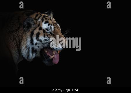 A scenic shot of a Siberian tiger wildcat hissing and coming out of the ...