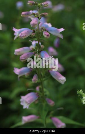 A shallow focus of a light purple Penstemon cobaea (Prairie Penstemon ...