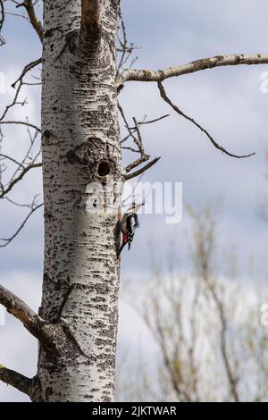A vertical shot of a Great spotted woodpecker on a trunk of tree with ...