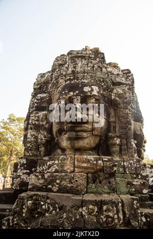 A vertical closeup shot of details on a rotting green palm leaf Stock ...