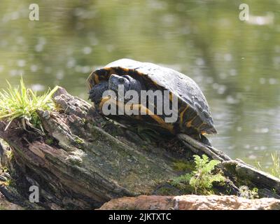 A small turtle crawling on the tree branch on the lake Stock Photo - Alamy