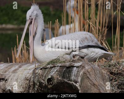 Dalmatian pelican in the park Stock Photo - Alamy