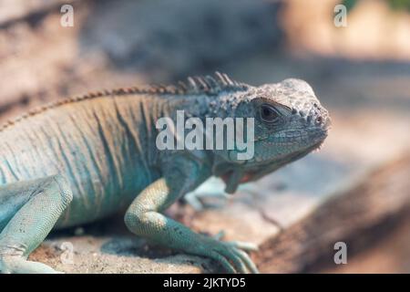A beautiful shot of a lizard on a rock on blurry background Stock Photo ...