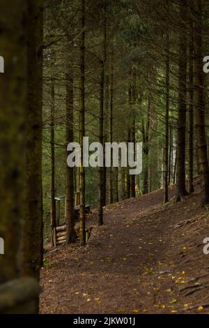A landscape shot of a lush forest during fall in the daylight Stock ...