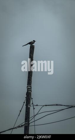 A black crow with a wooden stick in its mouth stands on the leaves in the park. Birds and nature ...