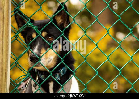 Dog grass fence park pet animal outdoor green leash dog standing on ...