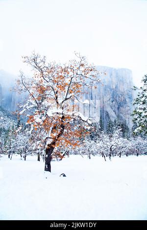 A vertical shot of snow covered field surrounded by buildings Stock ...