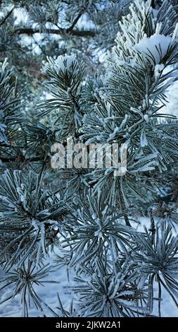 Frozen branches and leaves in snowflakes along the stream in the winter ...