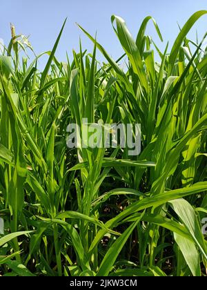 Sorghum, Jowar, Jawar, food grain stalk plant, white background ...
