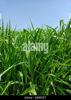 Sorghum, Jowar, Jawar, food grain stalk plant, black background ...