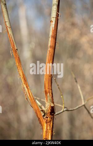 A close-up with the bark of a branch eaten by deer - wild animal Stock ...