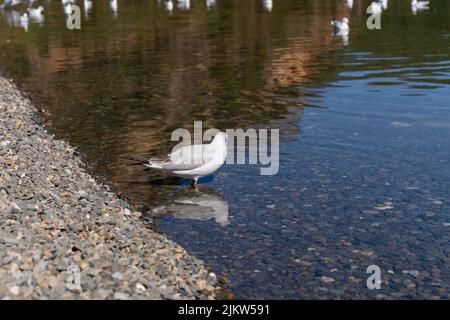 A seagull on the beach near a lake on a blurred background Stock Photo ...