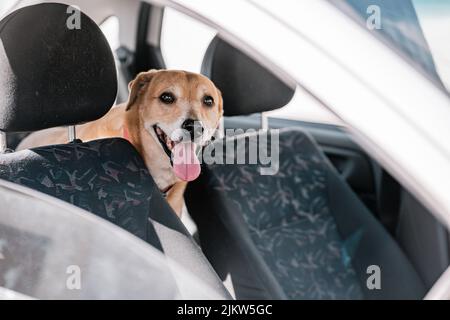 An adorable Indian Pariah dog with the tongue out walking in the park ...