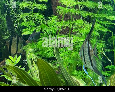 A closeup shot of an Angelfish swimming in an aquarium Stock Photo - Alamy