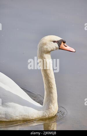 A vertical shot of a white swan swimming in the sea near the shore ...