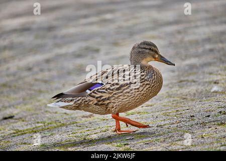 A closeup shot of a duck walking on a sidewalk Stock Photo - Alamy