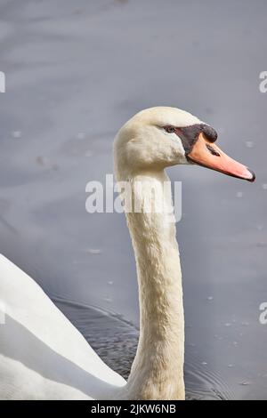 A vertical shot of a white swan swimming in the sea near the shore ...