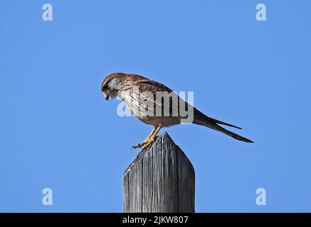 Closeup shot of a Common kestrel bird perched on wood Stock Photo - Alamy