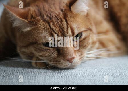 A closeup shot of an adorable furry red cat on the roof Stock Photo - Alamy