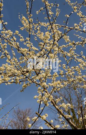 A low angle shot of white cherry blossoms in bloom at a park during ...