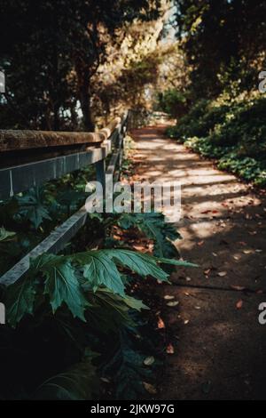 A vertical shot of a pathway in the dark forest Stock Photo - Alamy