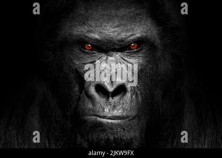 A black gorilla face with red vicious eyes Stock Photo - Alamy