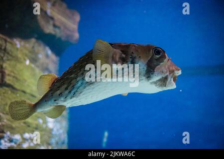 A closeup of a Diodon hystrix fish in the aquarium Stock Photo - Alamy