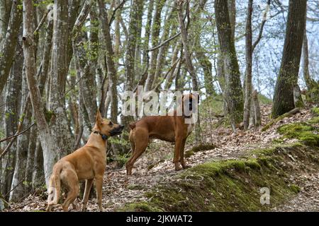 A belgian Malinois dog and a boxer dog together in a forest in spring ...