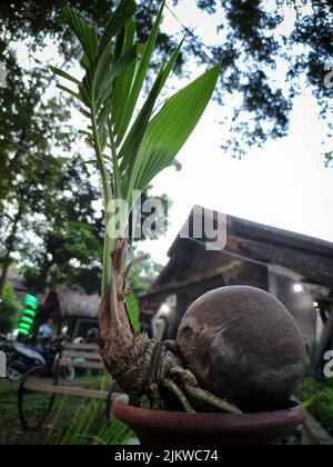 A vertical shot of a growing coconut tree Stock Photo - Alamy